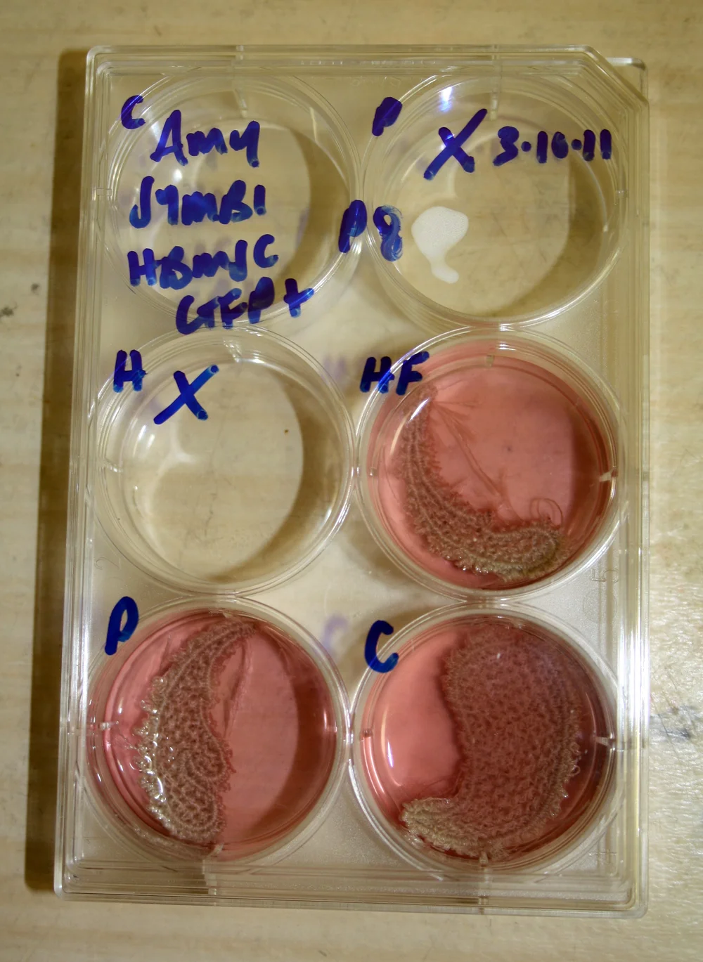 SymbioticA Residency : Biological Bespoke — AMY CONGDON