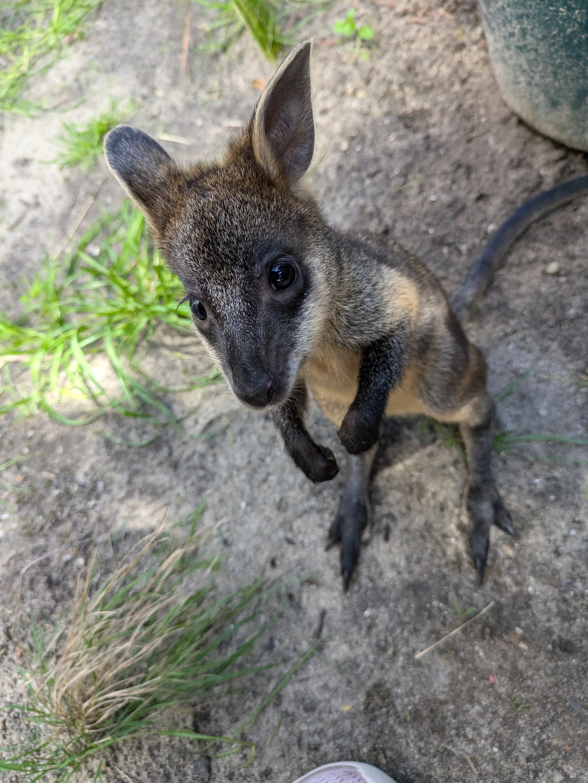 Little Natives Wildlife Shelter — Warriors 4 Wildlife