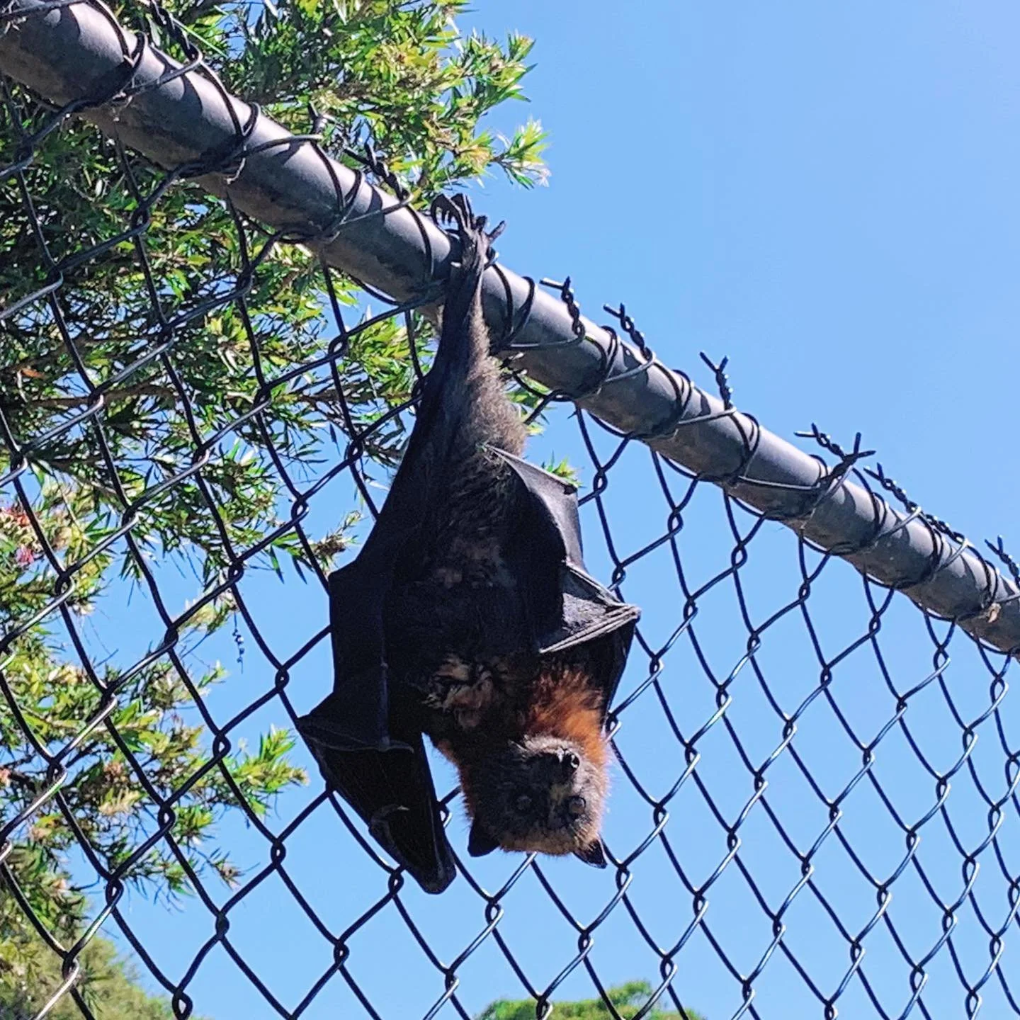 A Flying Fox pup needs help! — Warriors 4 Wildlife