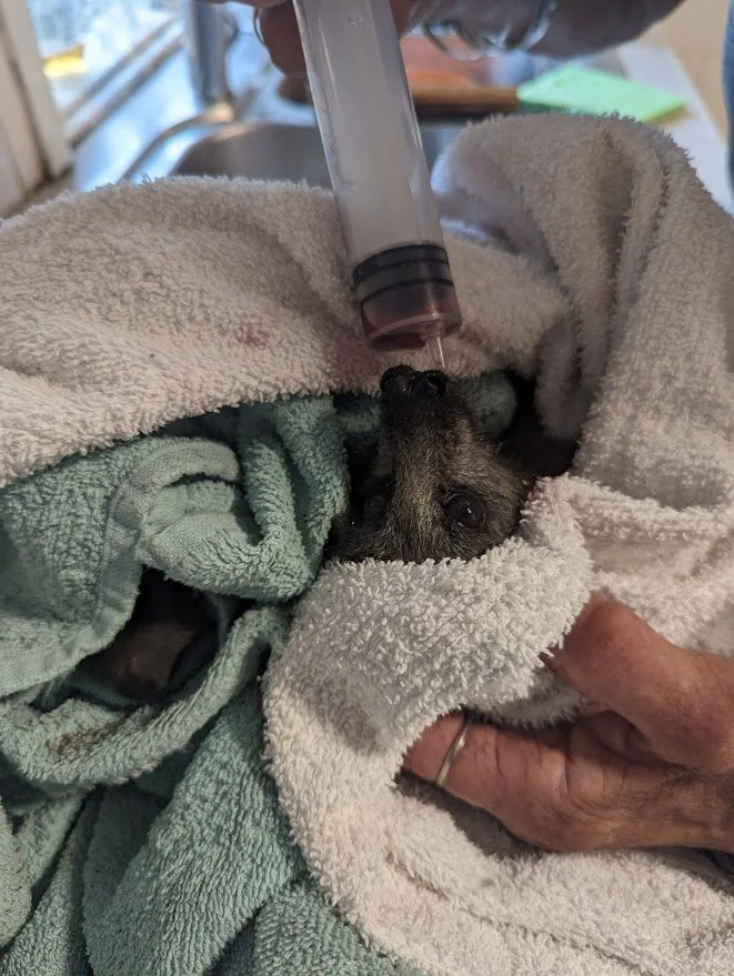 Grey Headed Flying Fox in Crib Point — Warriors 4 Wildlife