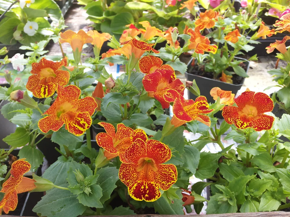 Greenhouse — River Crest Farm