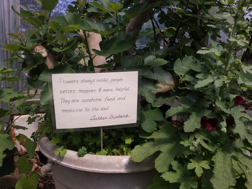 Greenhouse — River Crest Farm