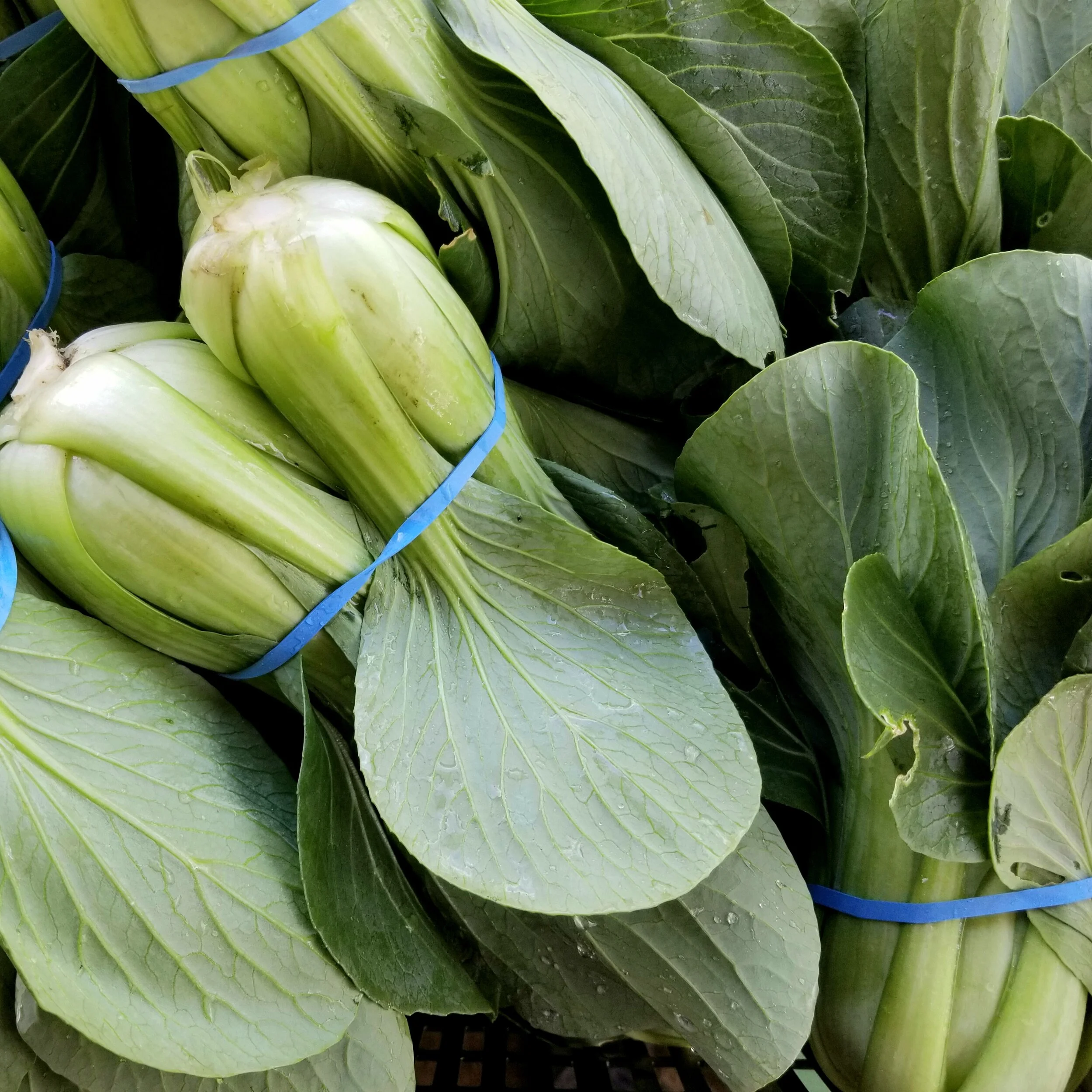 Shop — Four Root Farm