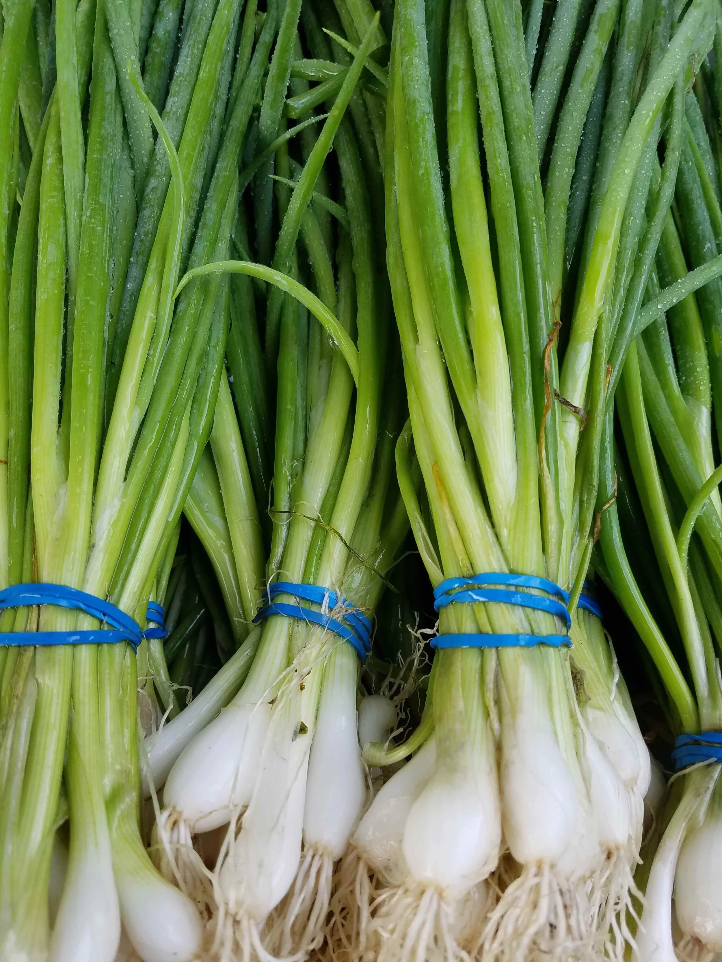 Shop — Four Root Farm