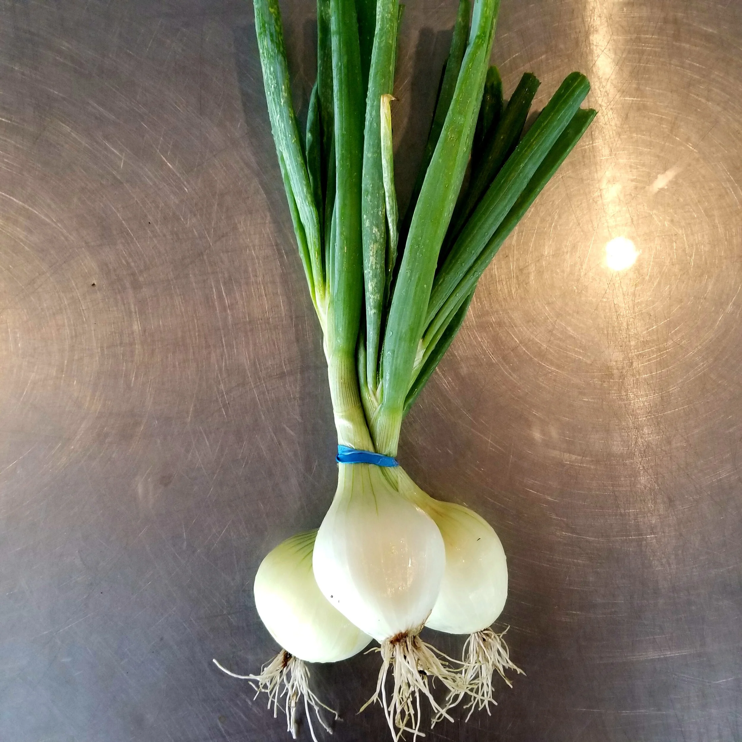 Shop — Four Root Farm