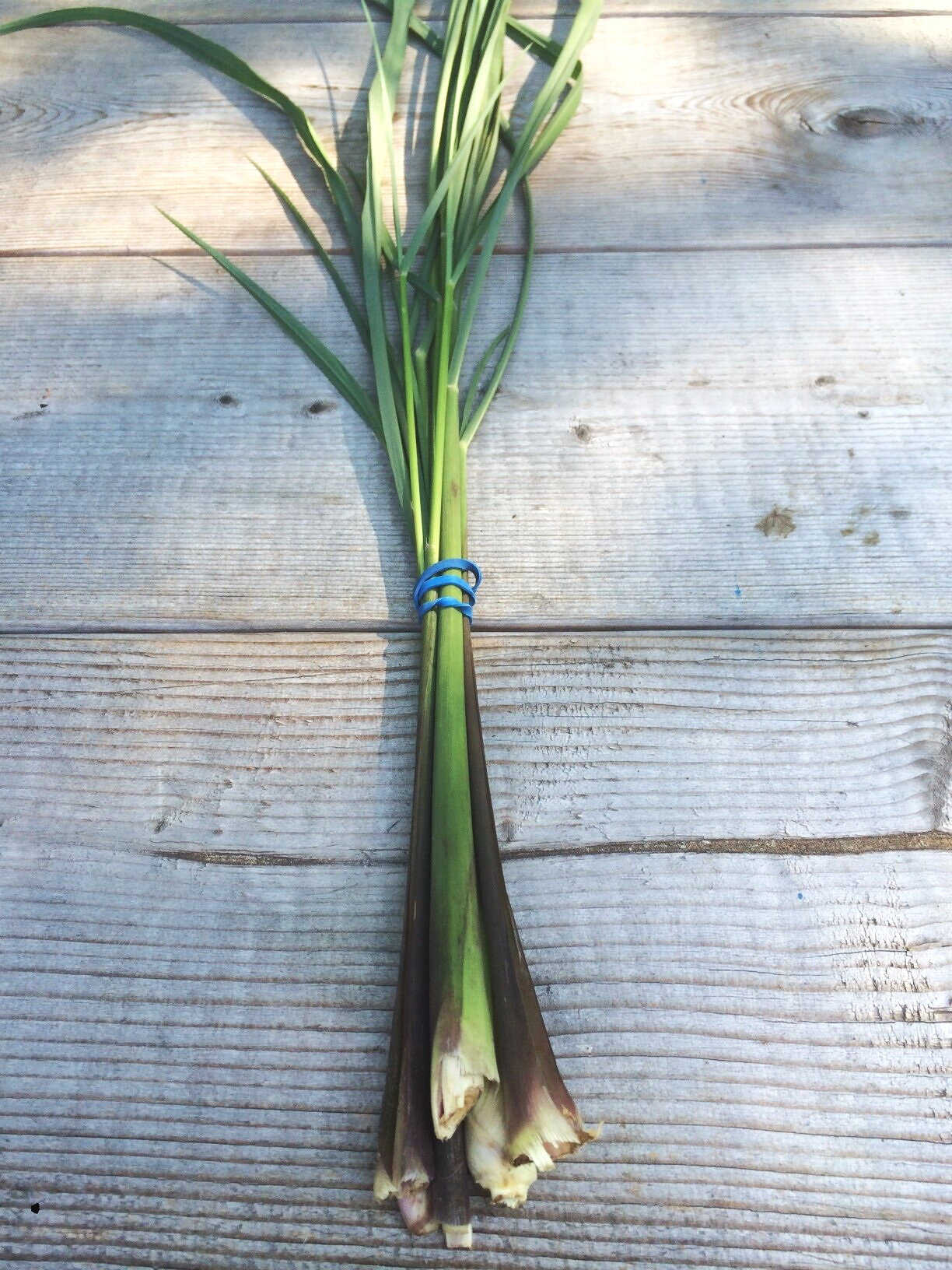 Shop — Four Root Farm