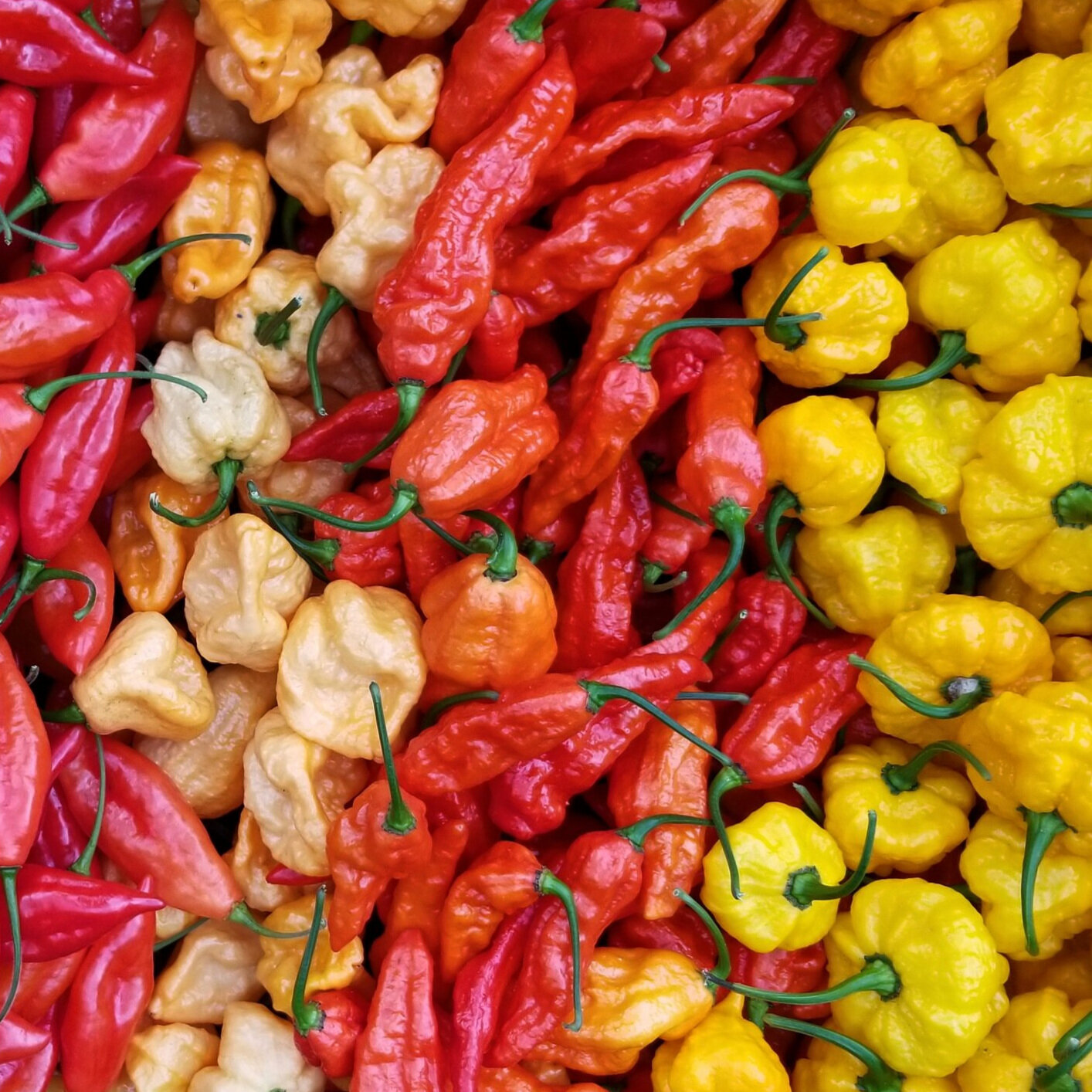 Shop — Four Root Farm