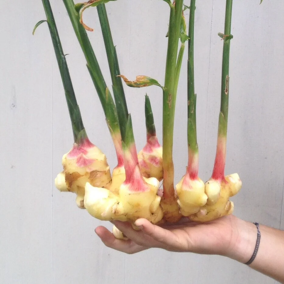 Shop — Four Root Farm