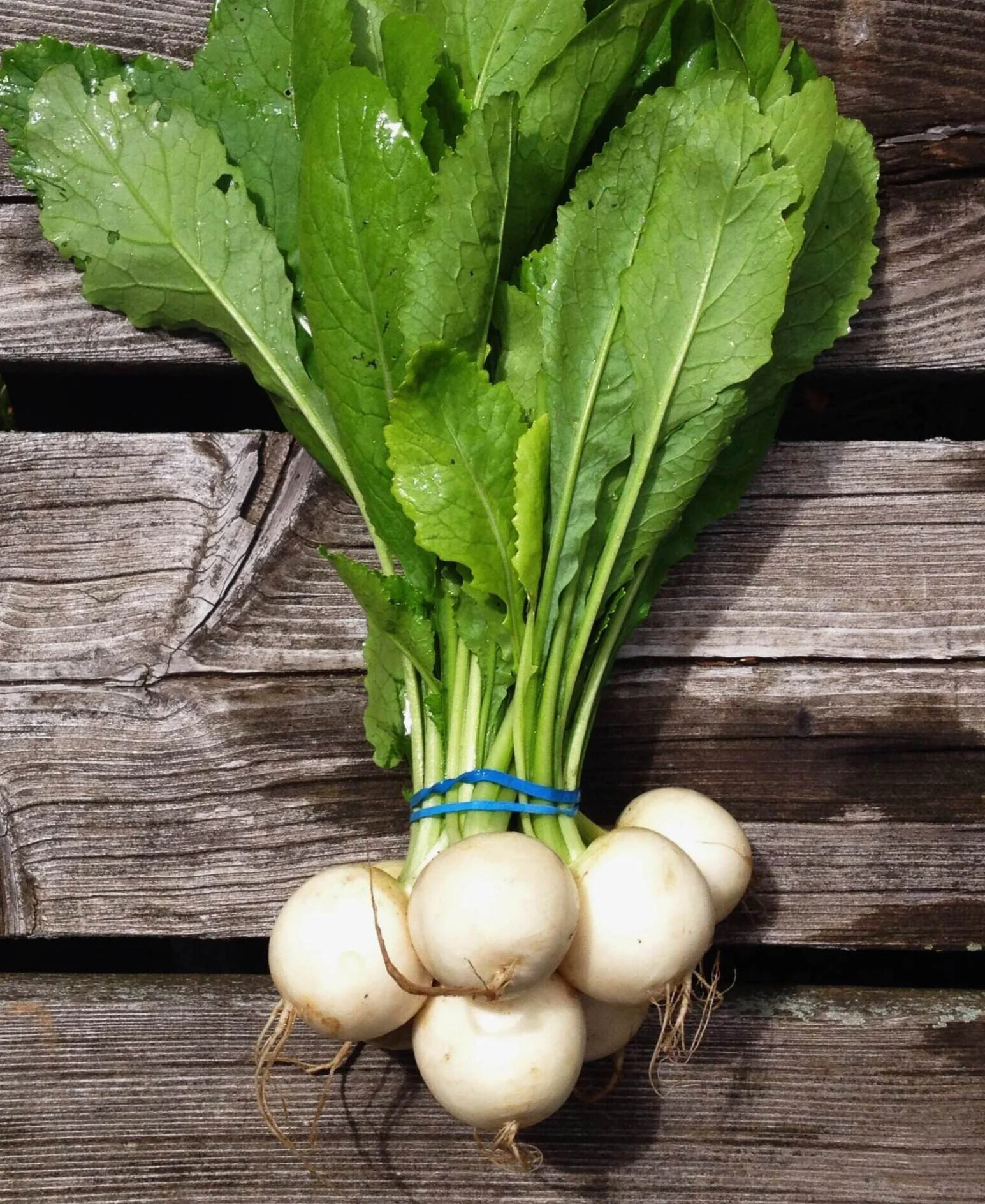 Shop — Four Root Farm