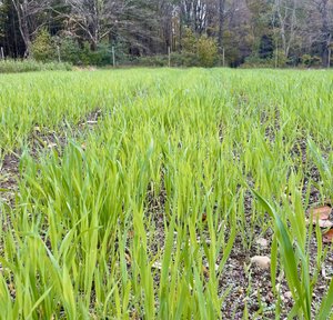 The Blog — Four Root Farm