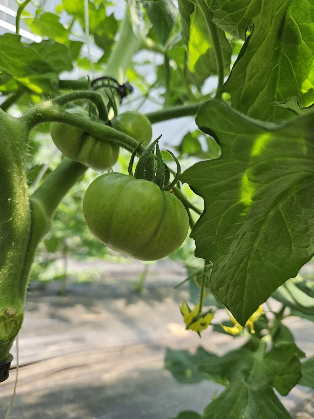The Blog — Four Root Farm