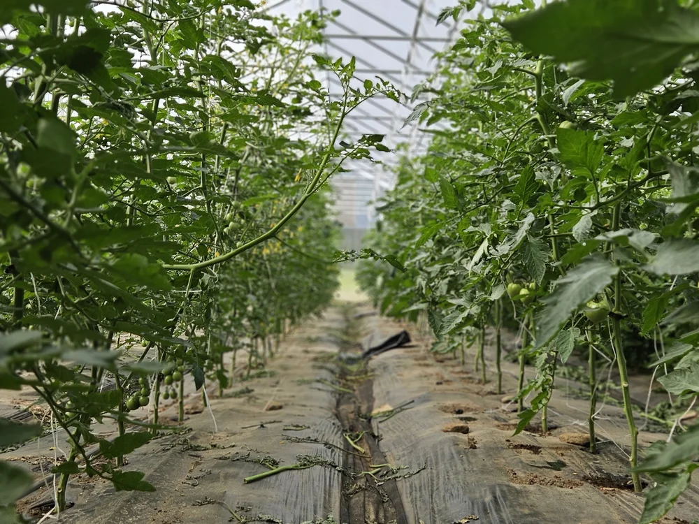 The Blog — Four Root Farm