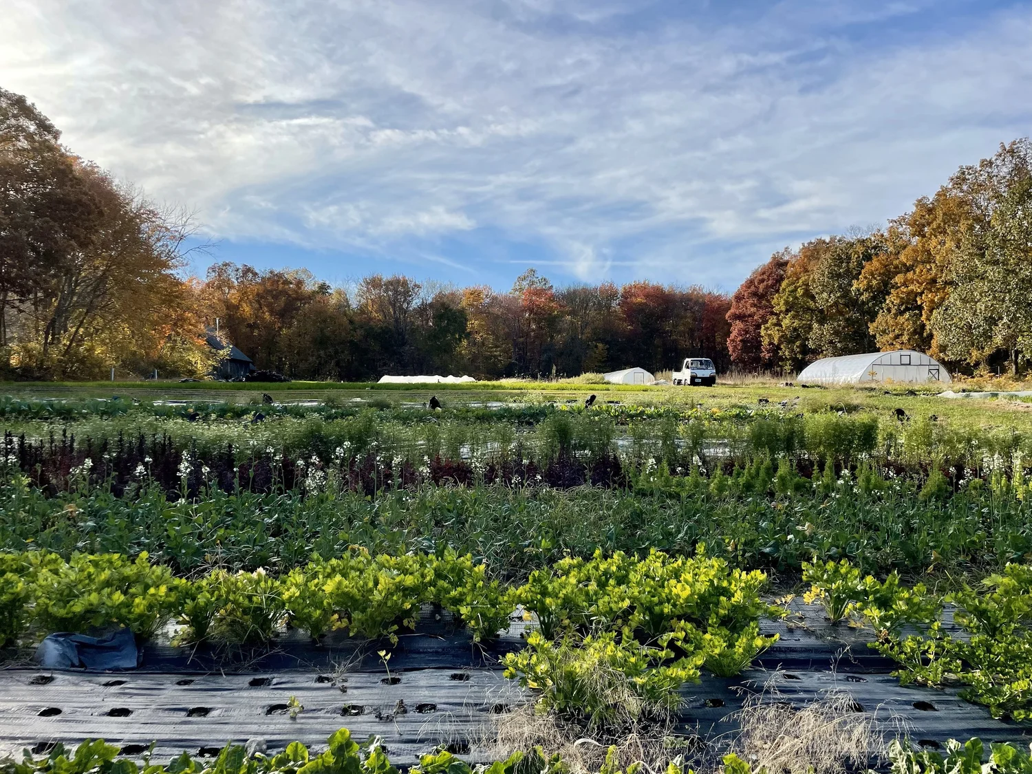 The Blog — Four Root Farm