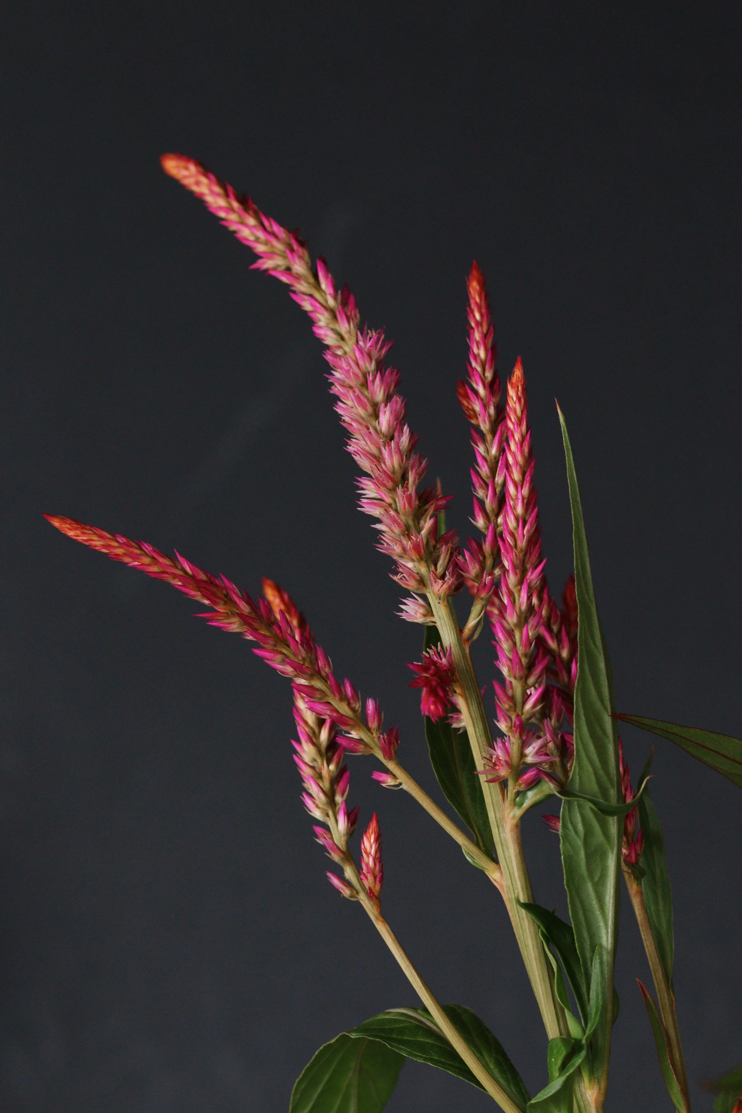 Celosia Showcase — Four Root Farm