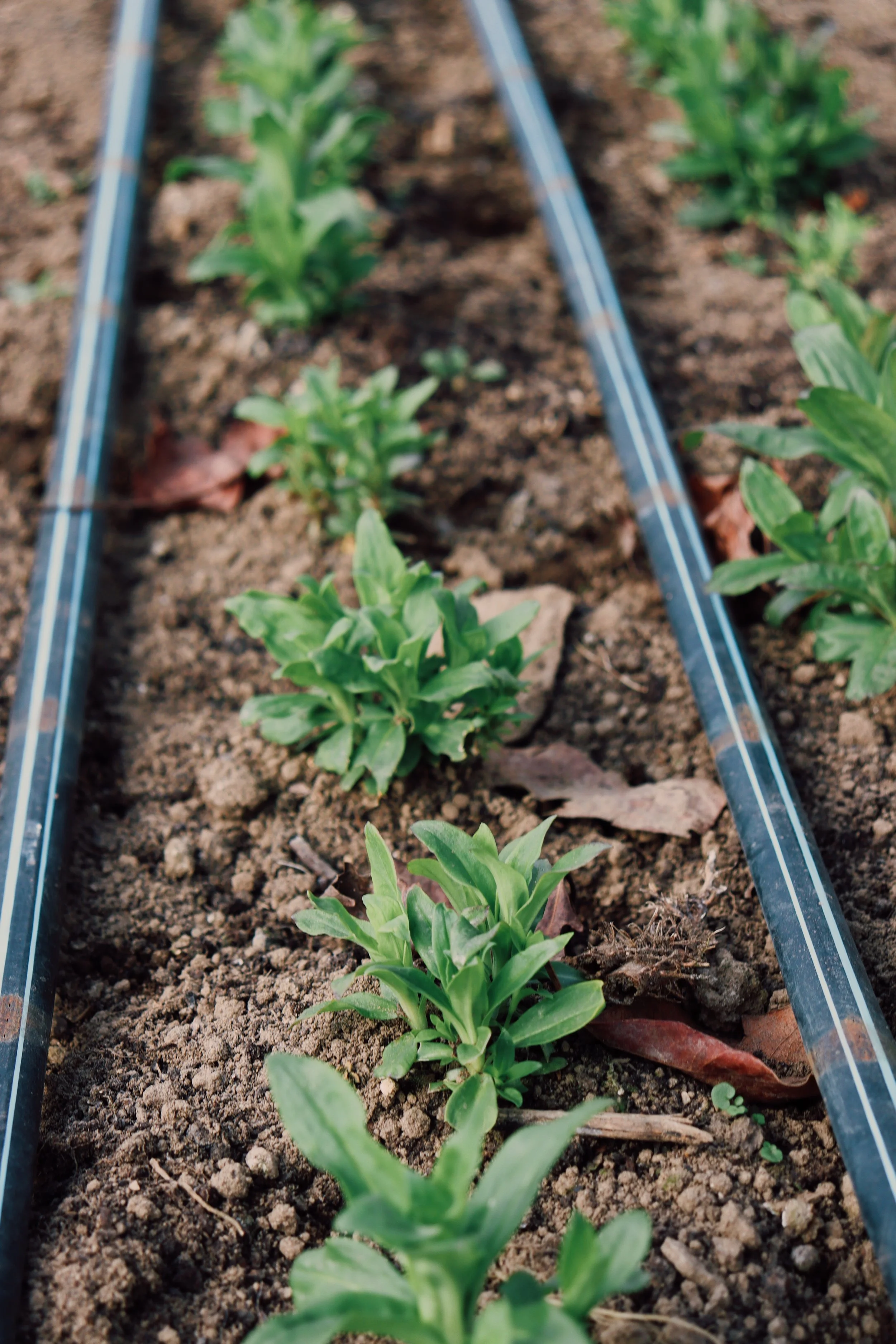 The Blog — Four Root Farm