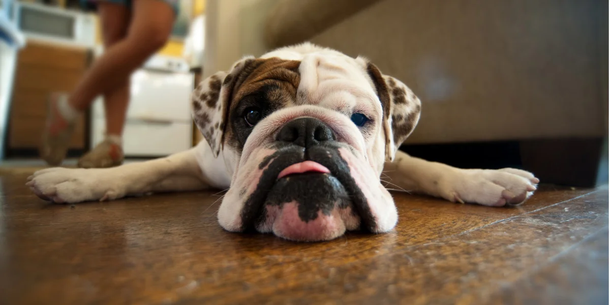 Canine Corral - Dog Daycare and Overnight Care in San Jose, CA