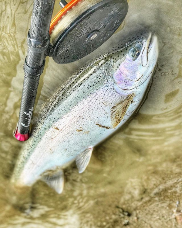 Kingpin Reels - Imperial 474 — Kingpin