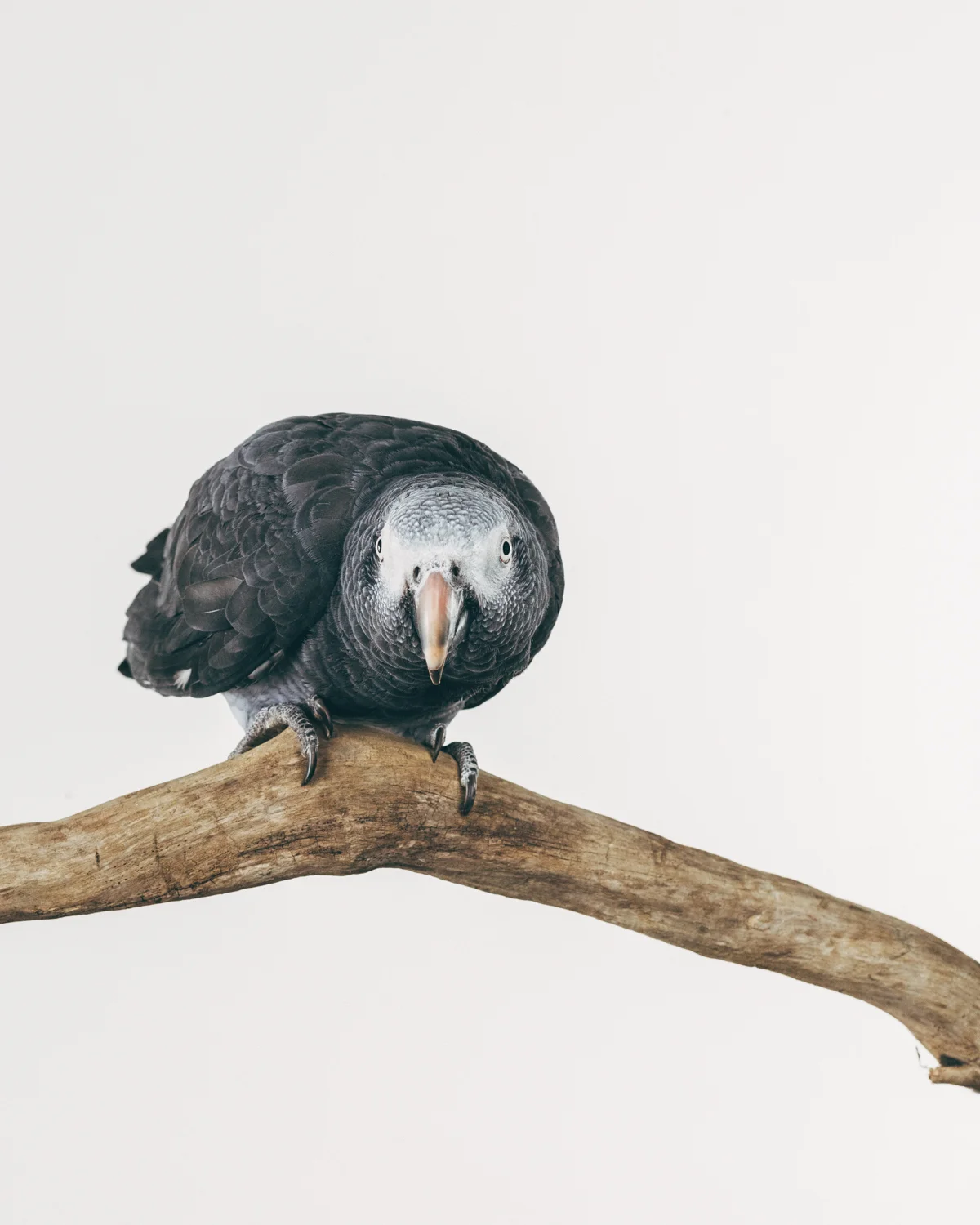 earthbound — Oliver Regueiro