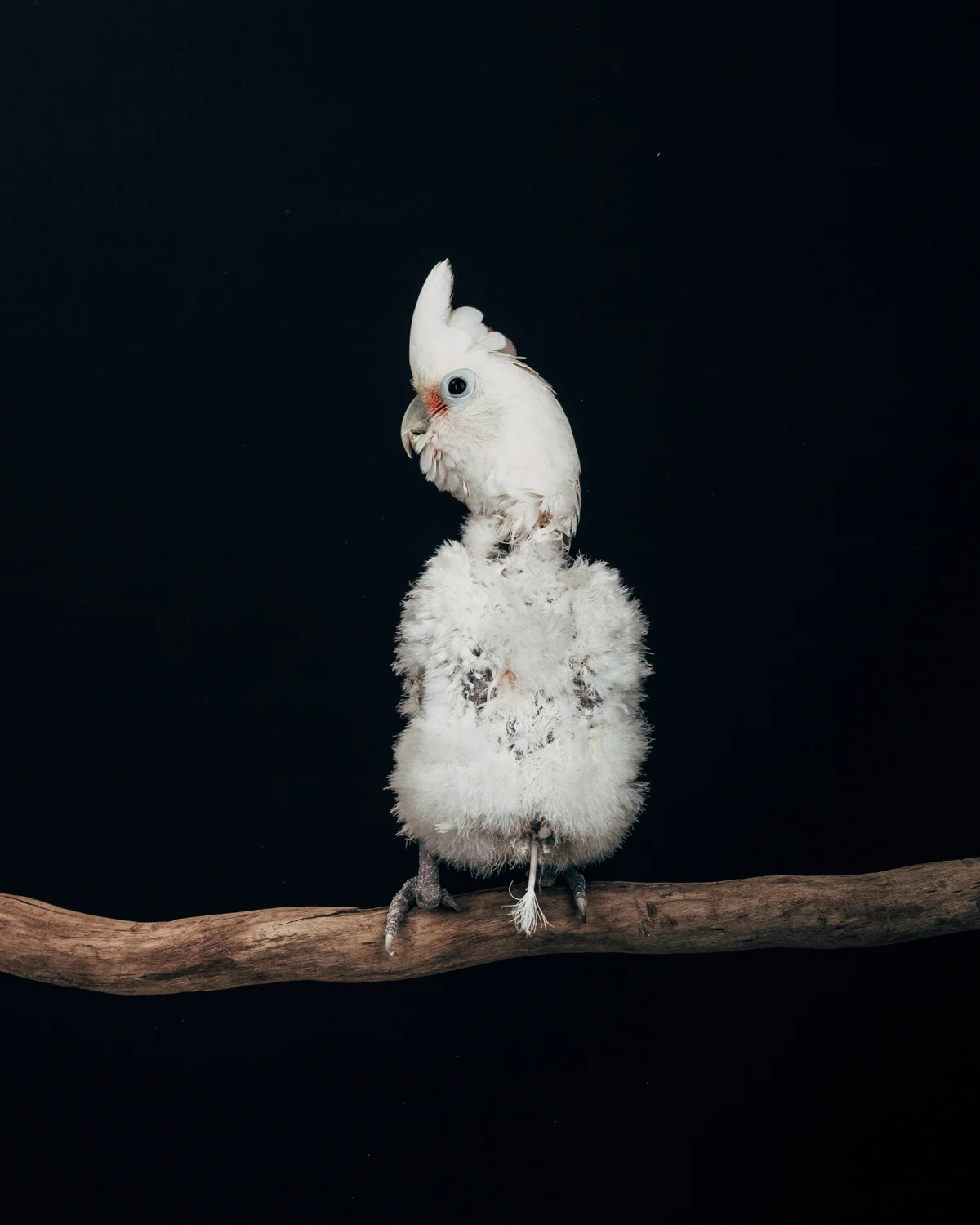 earthbound — Oliver Regueiro