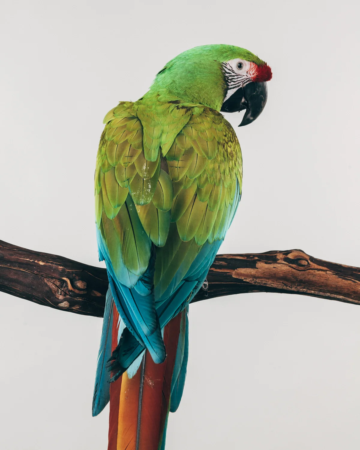 earthbound — Oliver Regueiro