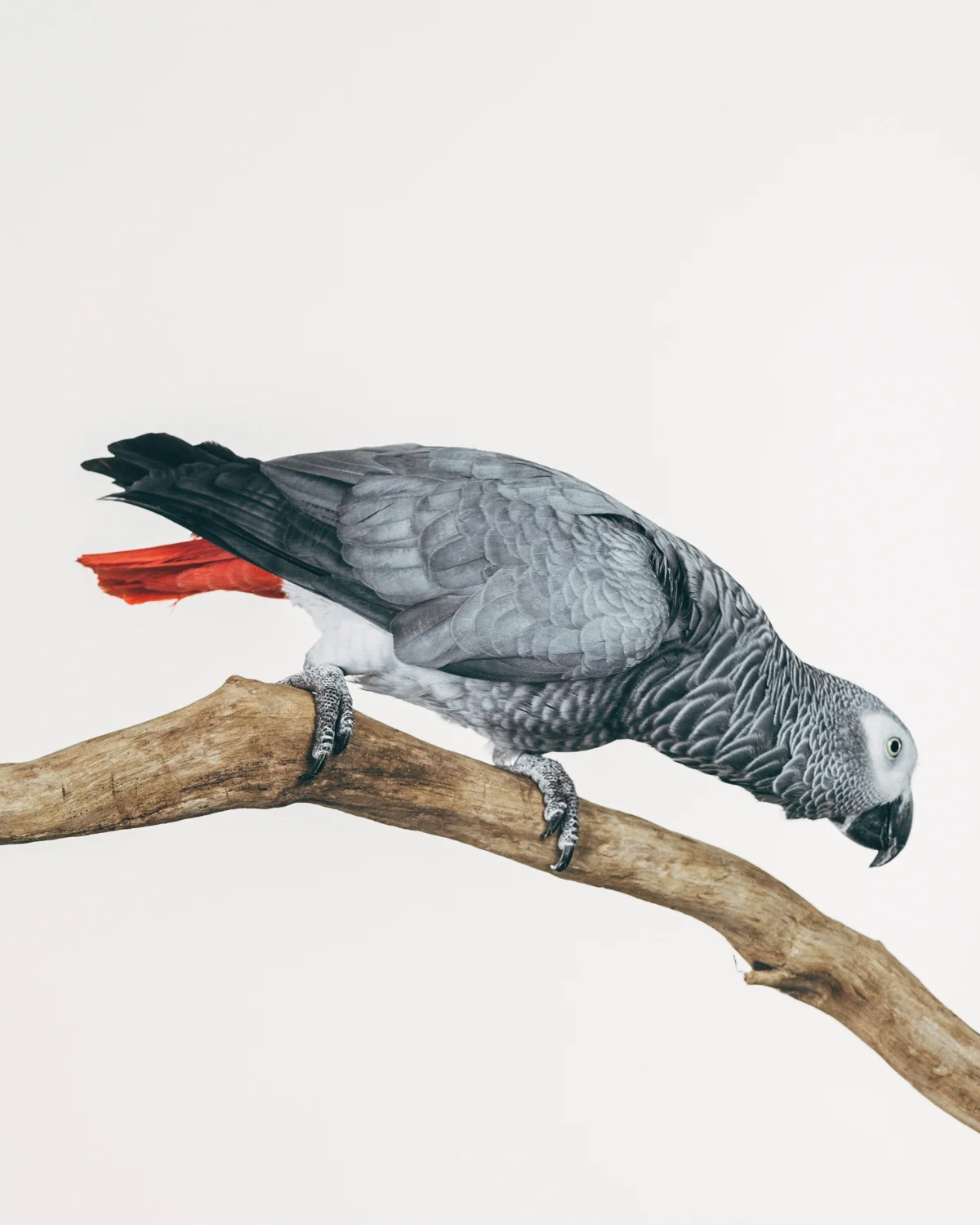 earthbound — Oliver Regueiro