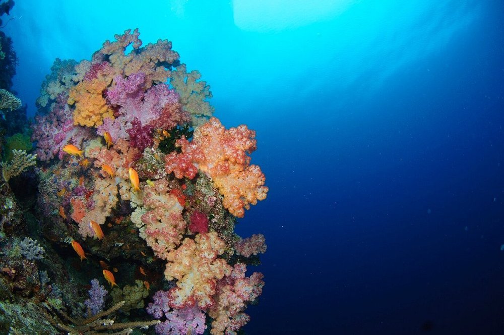 The Remote Resort --Fiji Diving Packages | Fiji Resorts