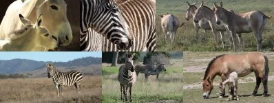 Ungulate Profiles — AZA Ungulates