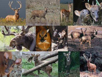 Ungulate Profiles — AZA Ungulates
