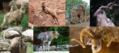 Ungulate Profiles — AZA Ungulates