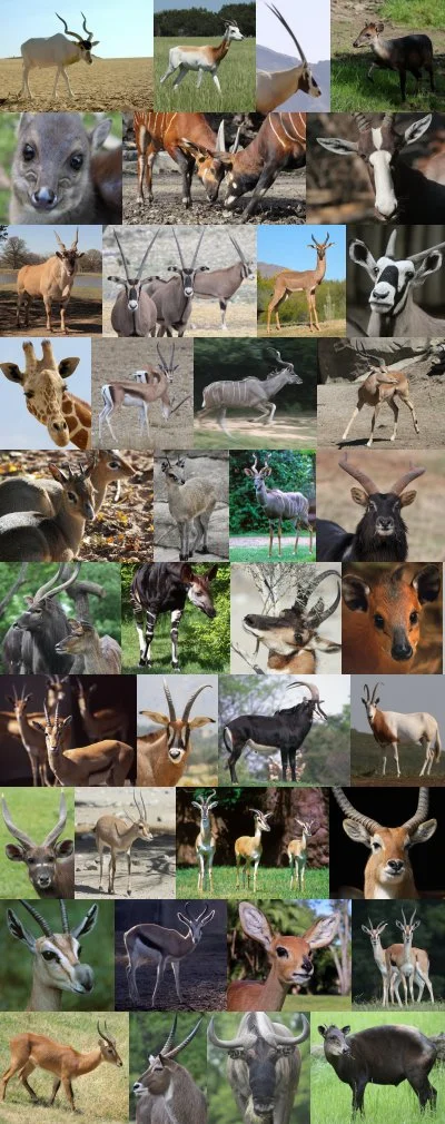 Ungulate Profiles — AZA Ungulates