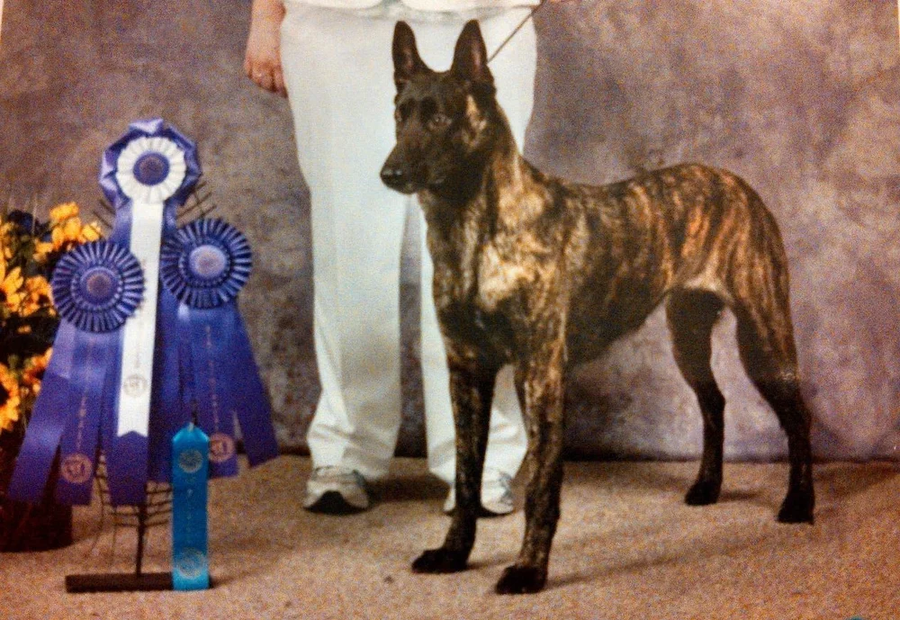 Are Dutch Shepherds Akc Recognized