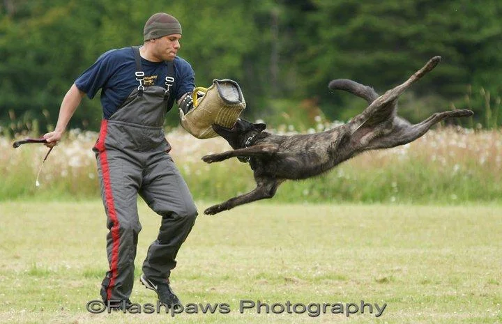 WORKING DUTCH SHEPHERD ASSOCIATION OF AMERICA - WDSAA