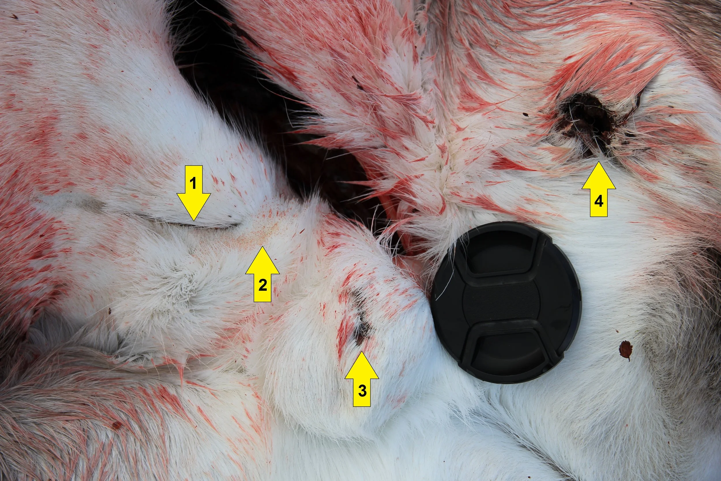 Rikosjett i reinsfjellet | Villrein