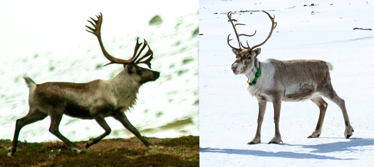 Rášša – forskingsprosjekt om reinen i to forskjellige landskap | Villrein