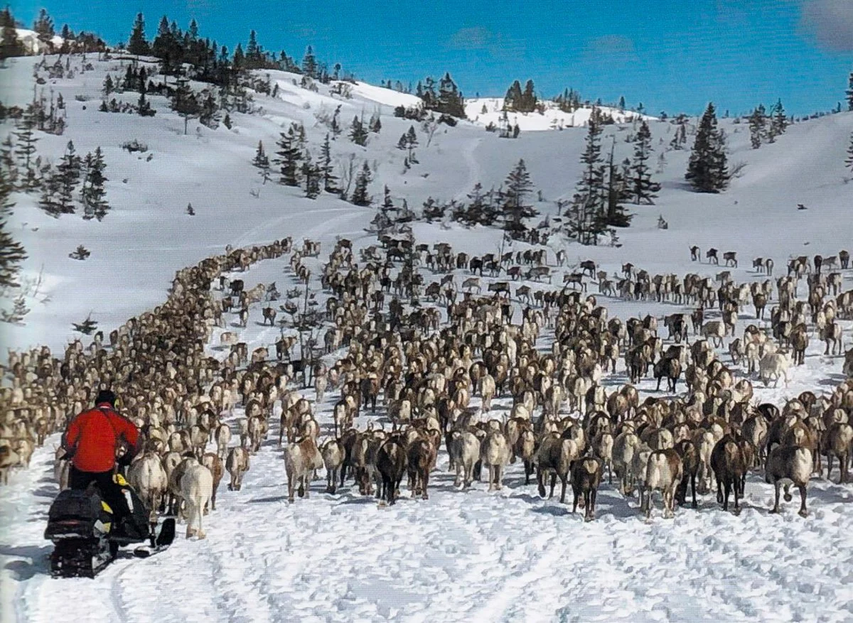 Ny bok om rein og reindrift i sørsamiske område | Villrein
