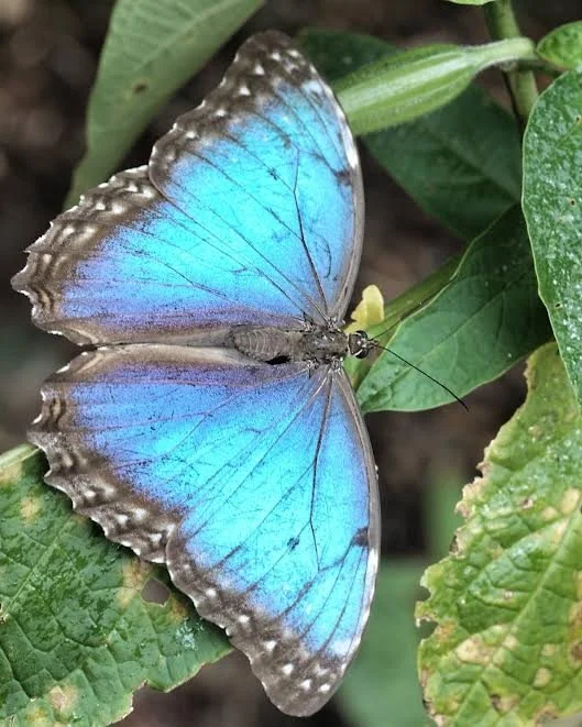 Blue Morpho Butterfly Life Cycle
