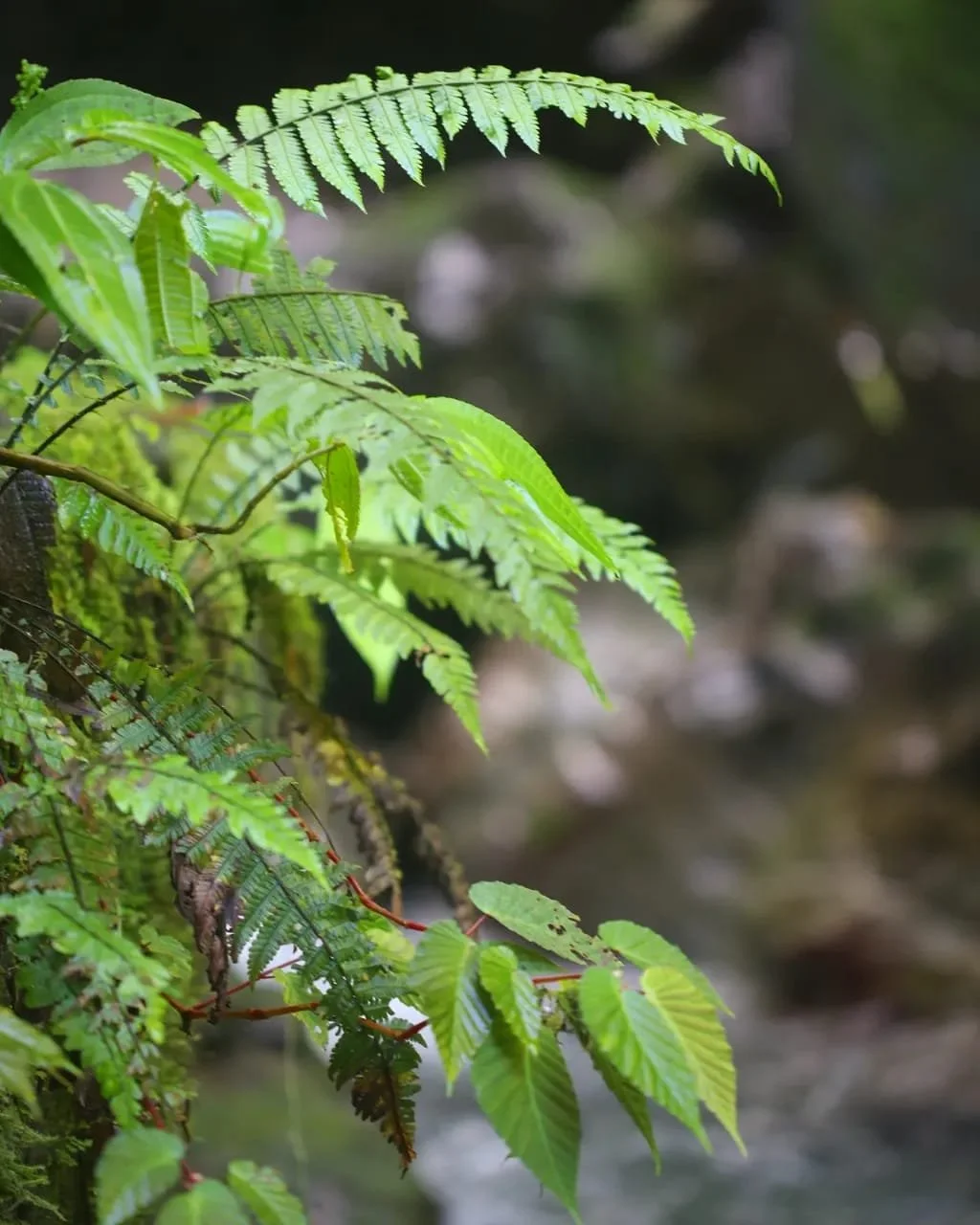 2 faced Money In Panama — The Lost and Found Jungle Hostel