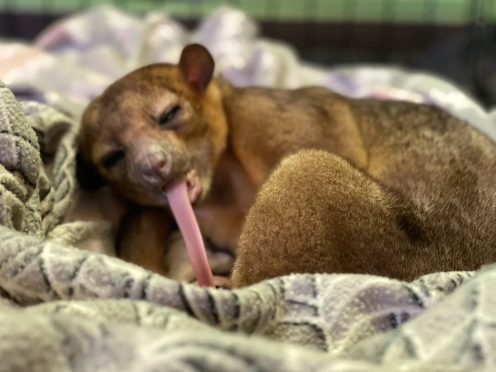 10 Most Interesting Kinkajou Facts — The Lost and Found Jungle Hostel