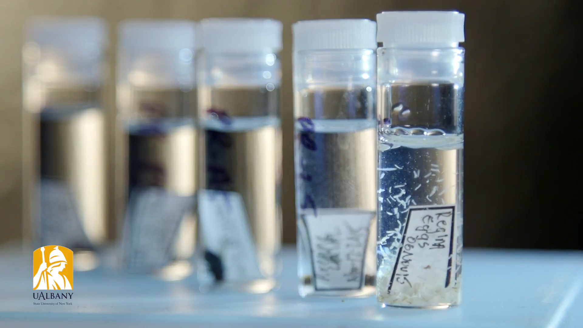 Musah Research Lab----- Welcome to Rabi Musah Research