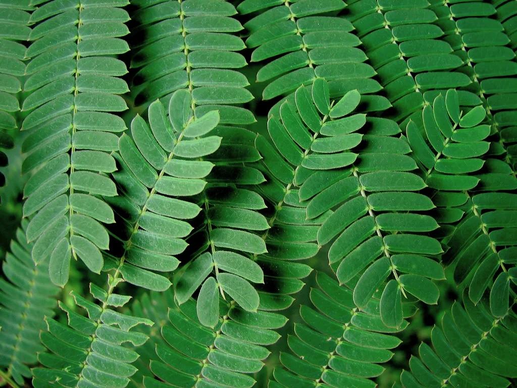 Necrophagous Insects — Musah Research Lab