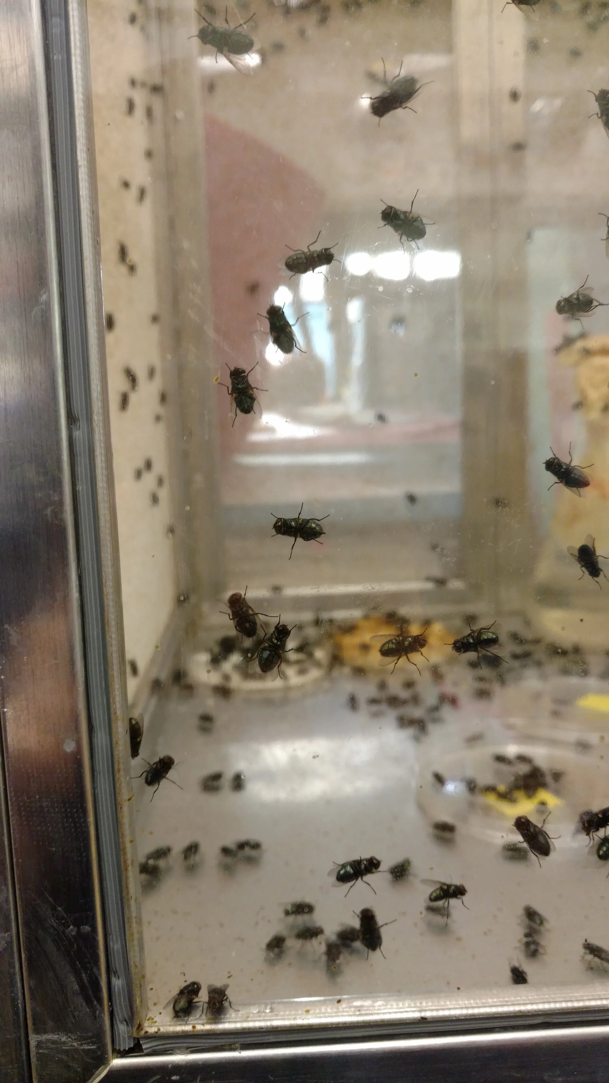 Necrophagous Insects — Musah Research Lab