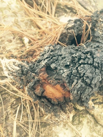 Mushroom Medicine: Chaga — Milk & Honey Herbs