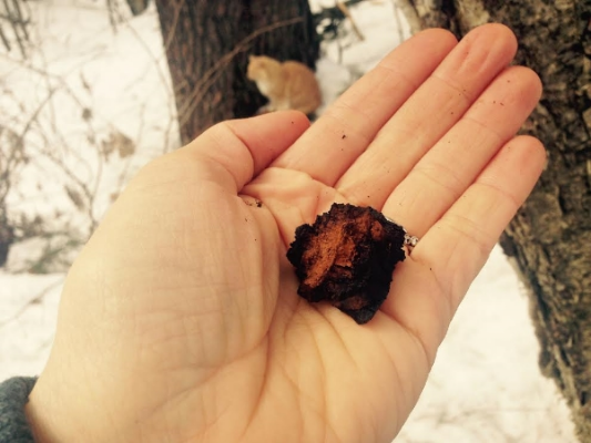 Mushroom Medicine: Chaga — Milk & Honey Herbs