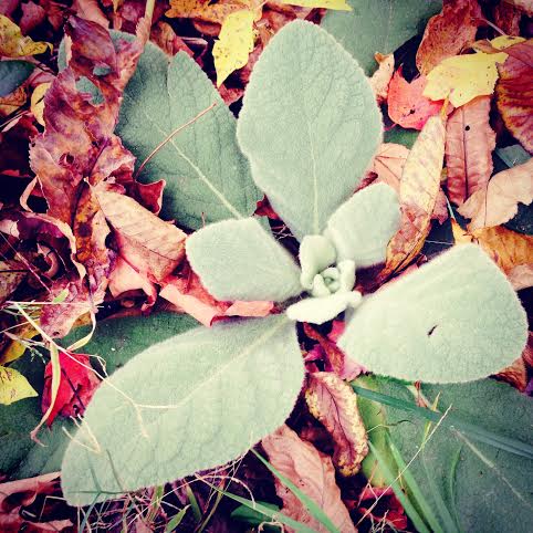 Let. It. Go. (and other tips for staying healthy this fall) — Milk ...