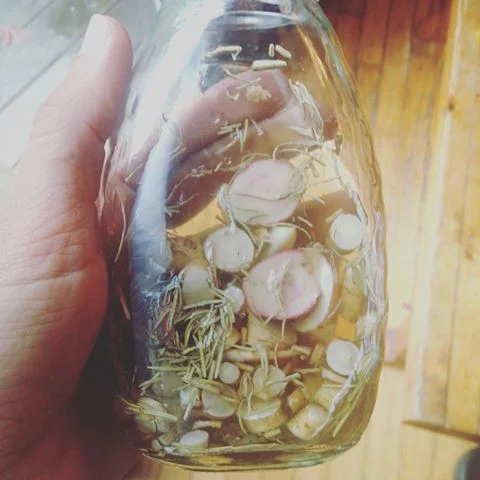 Pickled Evening Primrose Roots — Milk & Honey Herbs