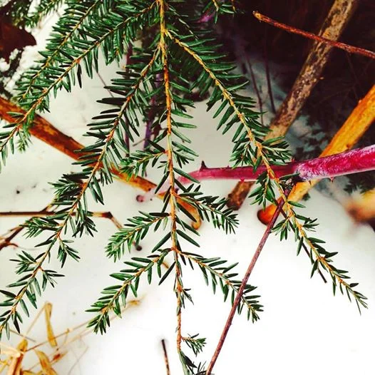 Eastern Hemlock Medicine — Milk & Honey Herbs