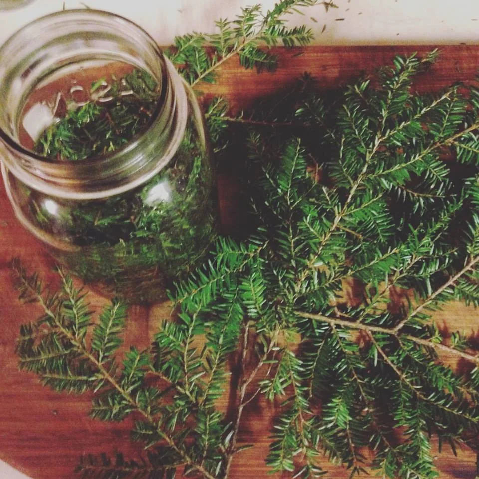 Eastern Hemlock Medicine — Milk & Honey Herbs