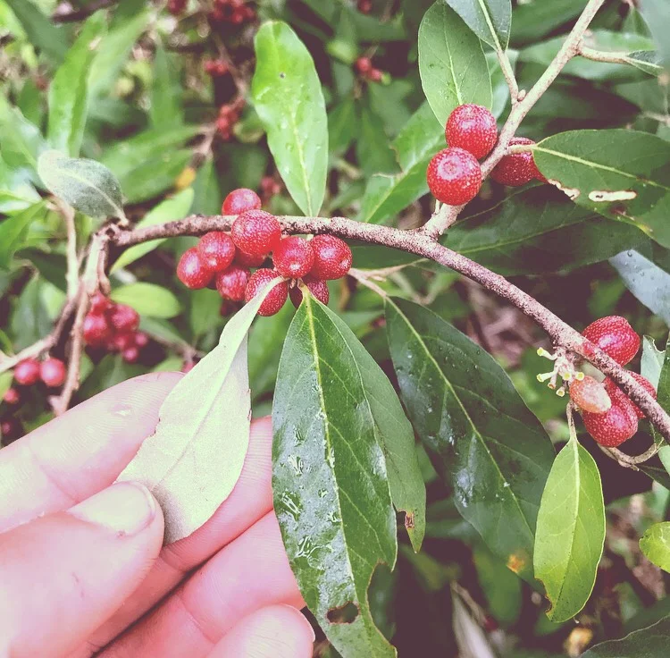 Autumn Olive & Apple Fruit Leather — Milk & Honey Herbs
