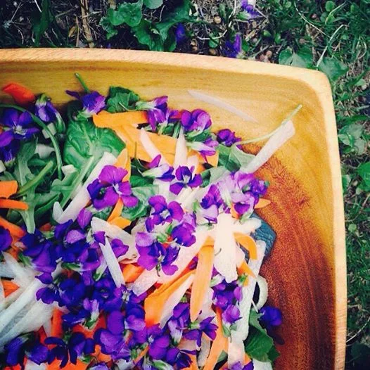 Violet Oil — Milk & Honey Herbs