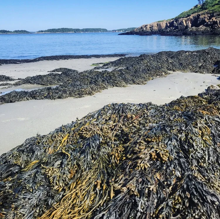 Bladderwrack: Gift from the Sea — Milk & Honey Herbs